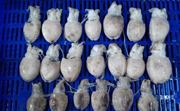 Baby cuttlefish whole-Sepia aculeata – RK International Foods