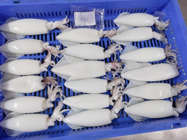 Loligo squid whole clean (iqf)-Loligo Duvauceli – RK International Foods