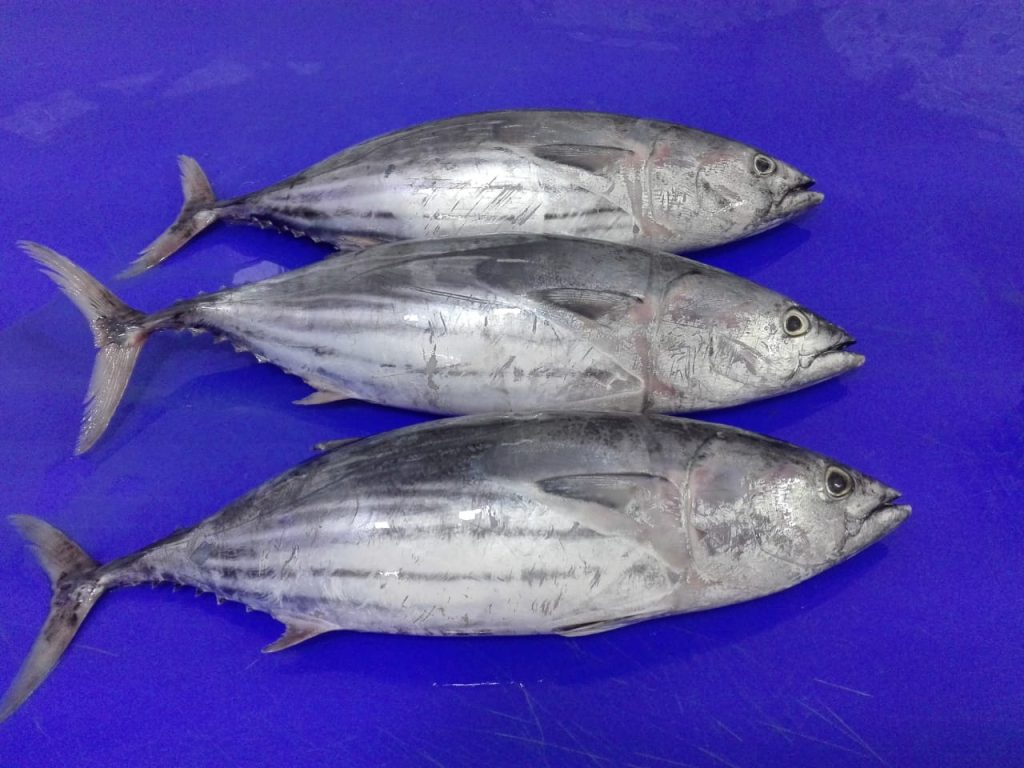 Skip jack Tuna (Katsuwonus pelamis) – RK International Foods