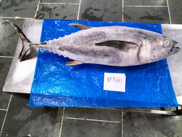 Yellow Fin Tuna (Thunnus albacares) – RK International Foods